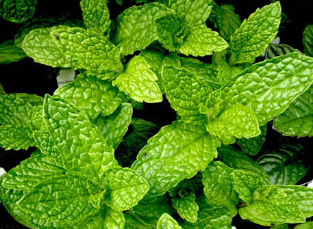 Introducing the Mint family | Westside Seattle